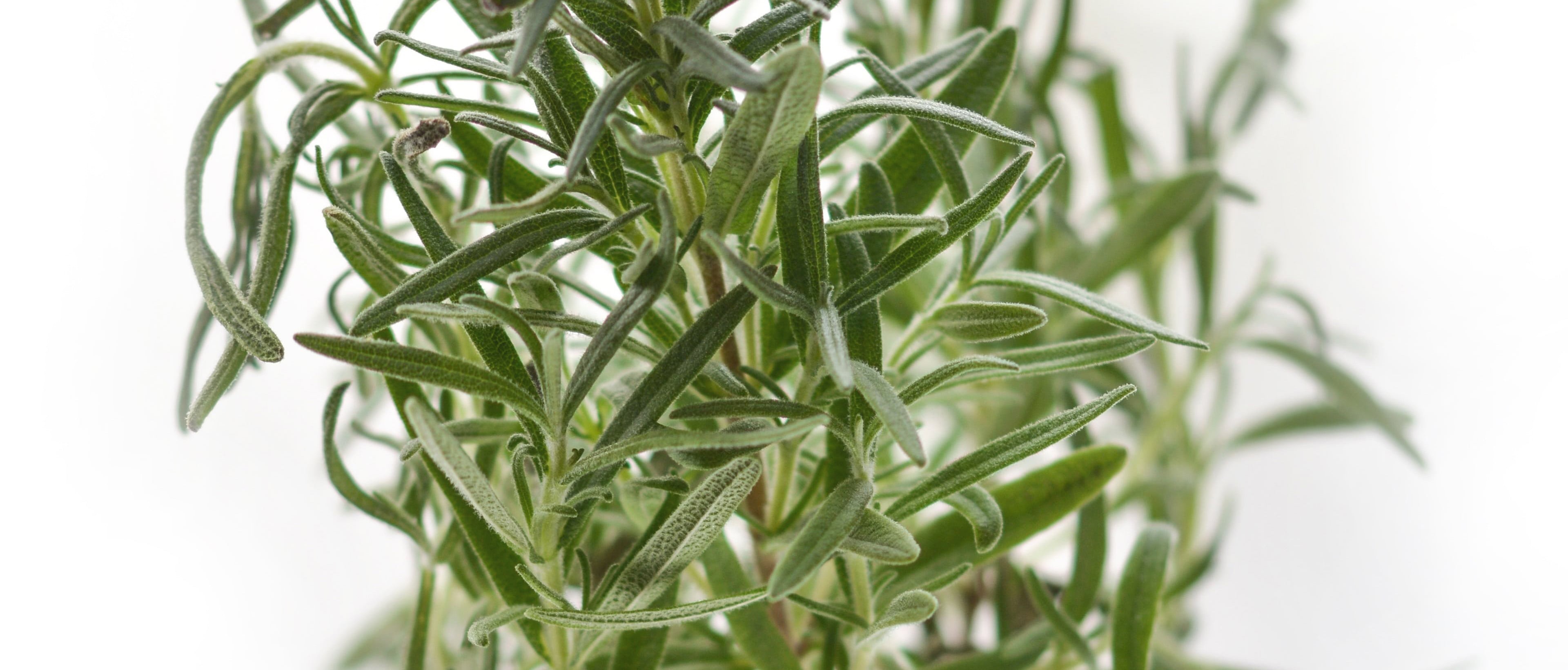 Spring Thymeleaf Tips Part 1